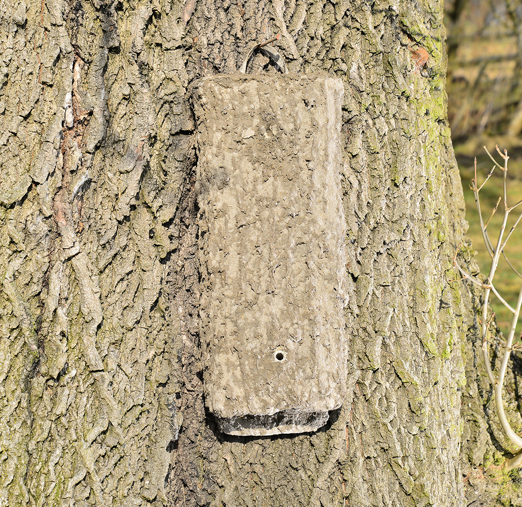 Kent Type Twin Crevice - Bark Boxes - Bat and Bird Boxes