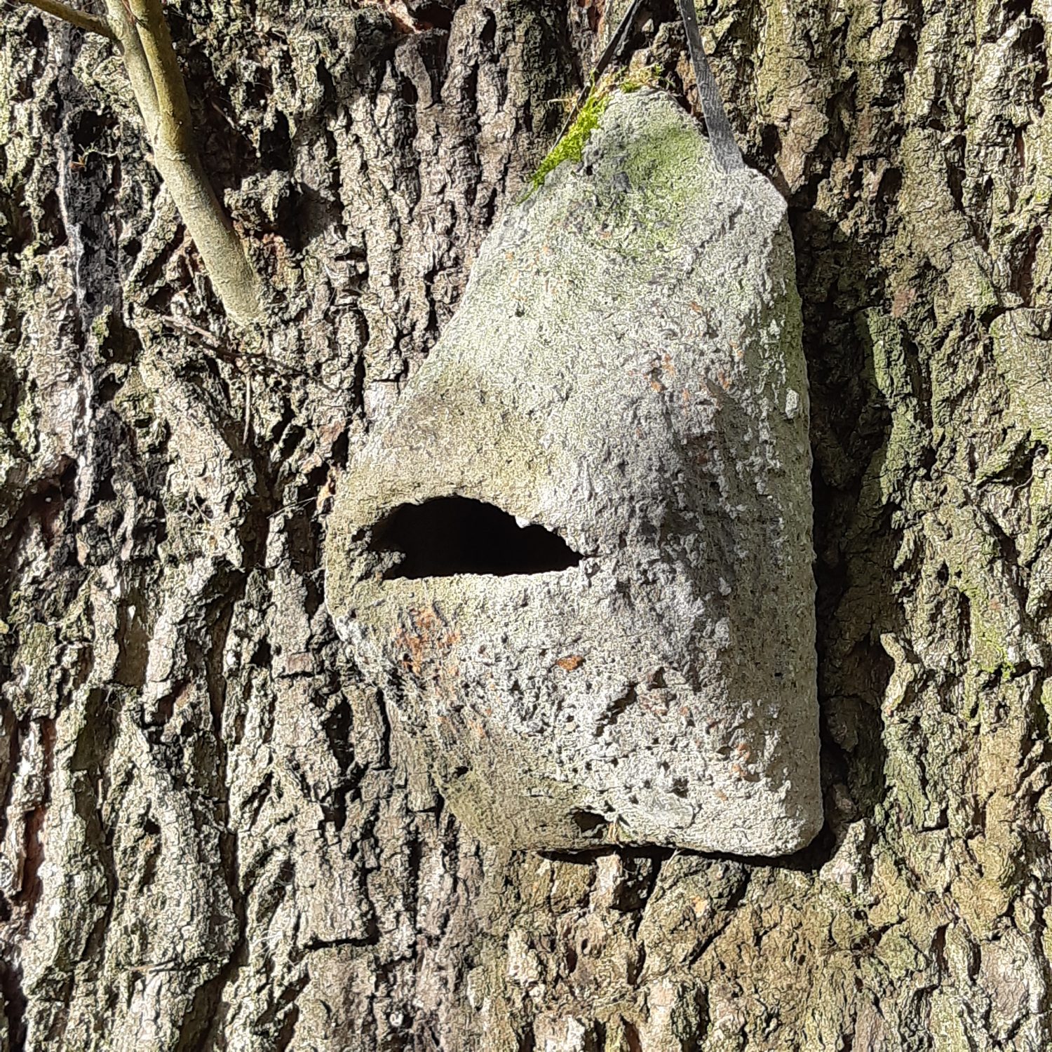 Starling Box - Bark Boxes - Bat and Bird Boxes