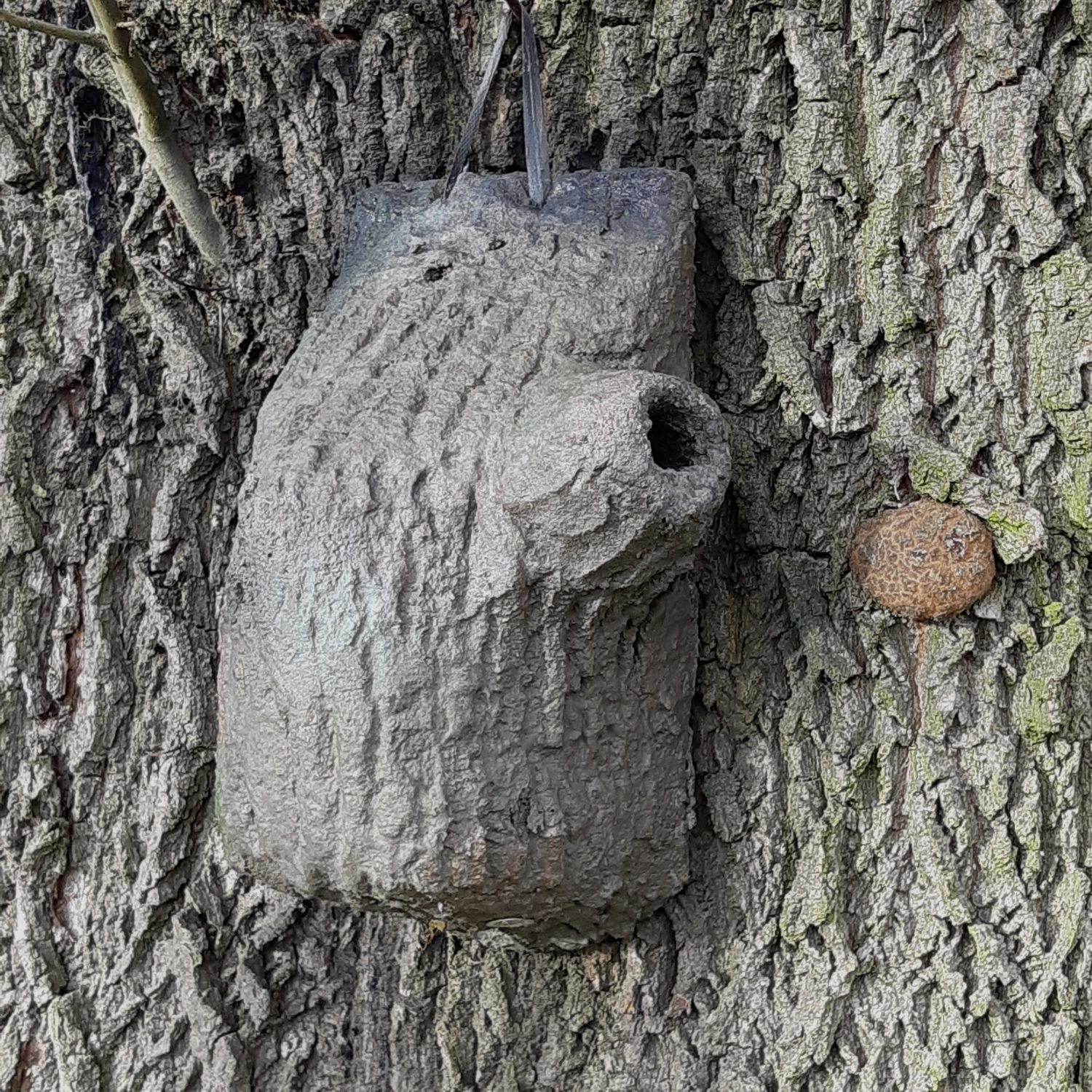 Bark Boxes - Bat and Bird Boxes