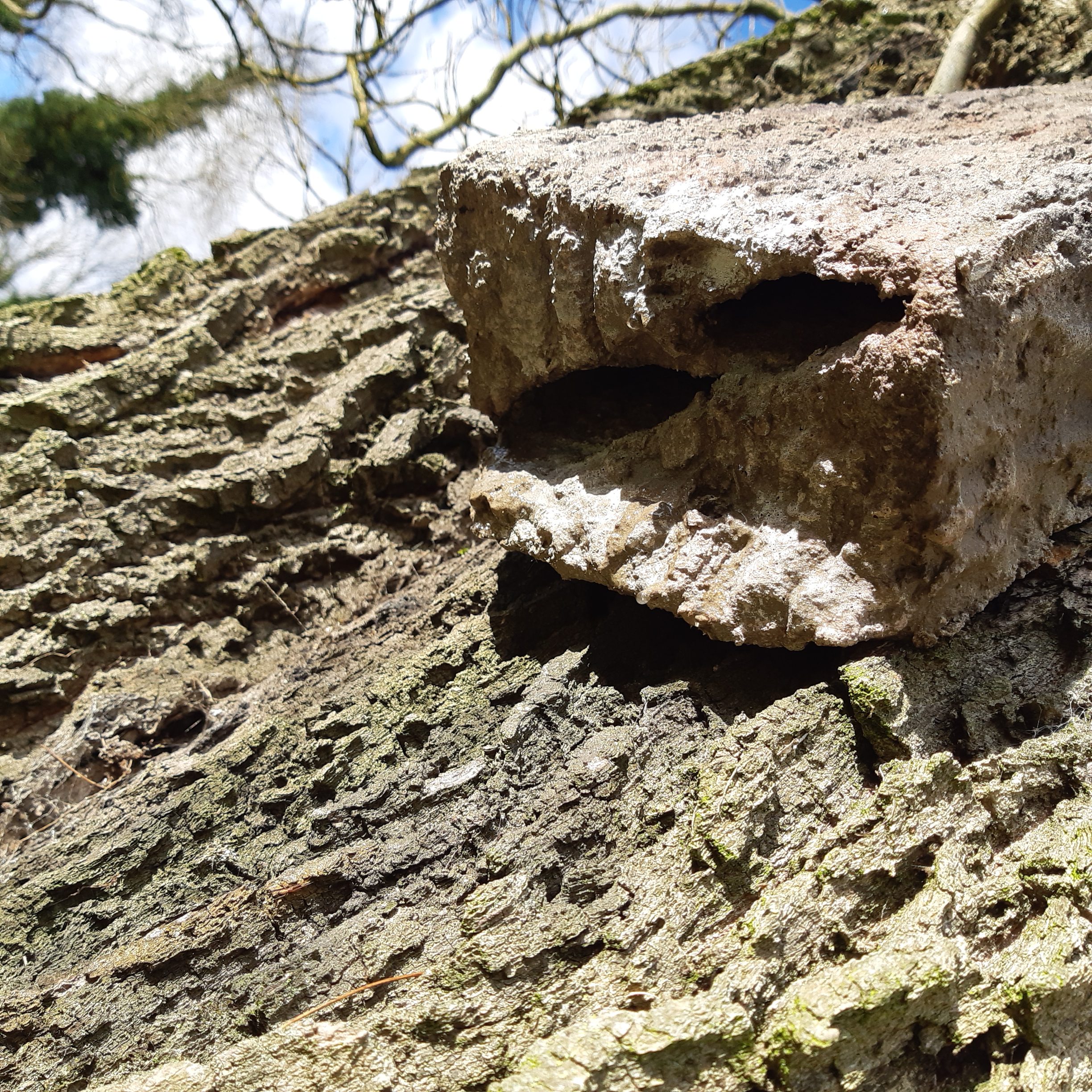Kent Type Twin Crevice - Bark Boxes - Bat and Bird Boxes
