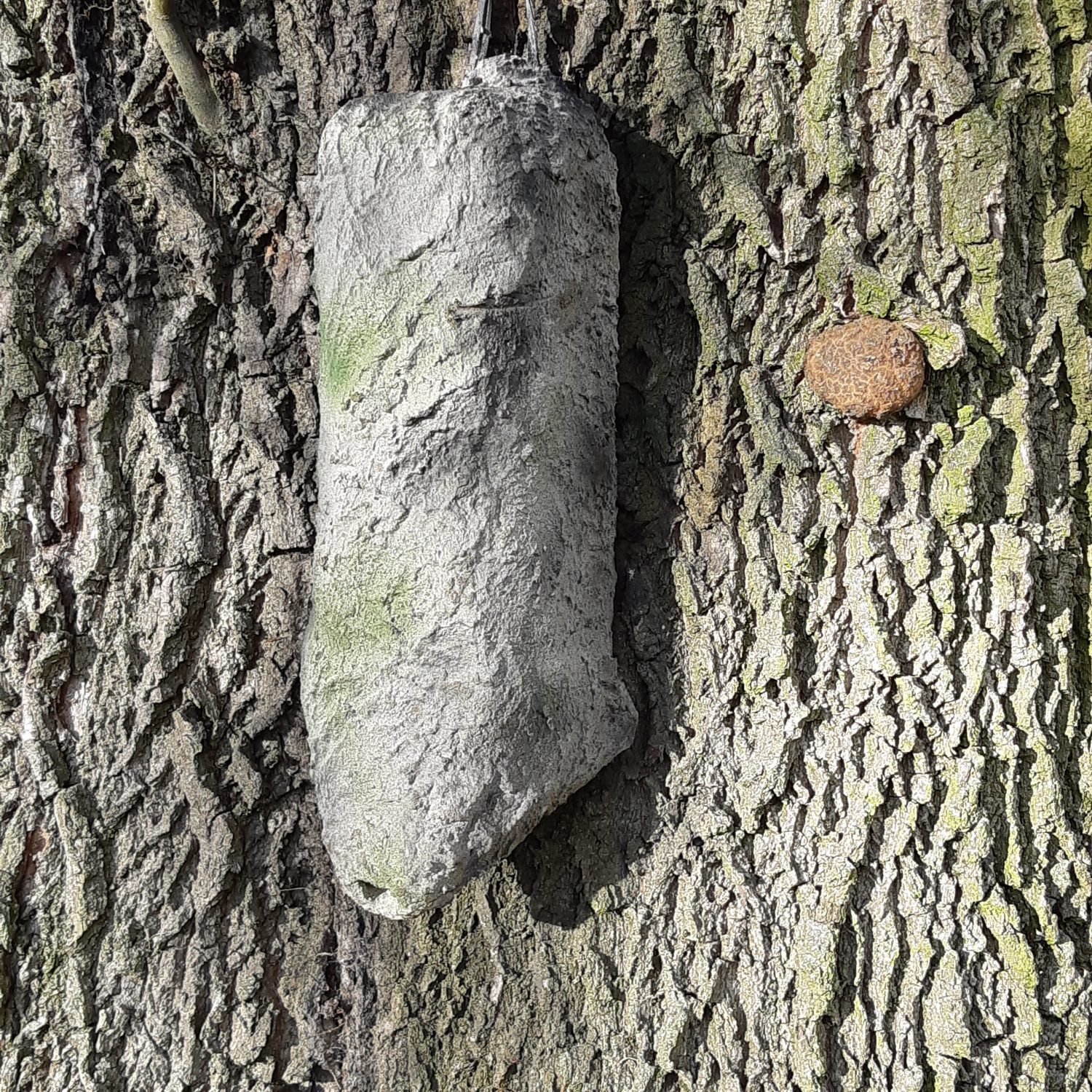 Large Bat Box - Bark Boxes - Bat and Bird Boxes